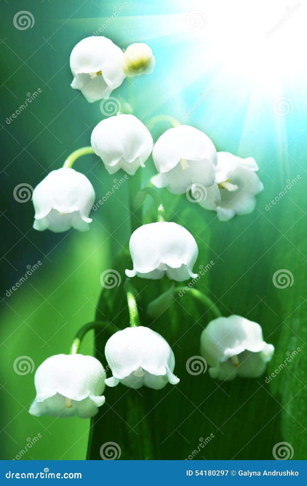 Lilly stock image. Image of meadow, flower, grassland - 54180297