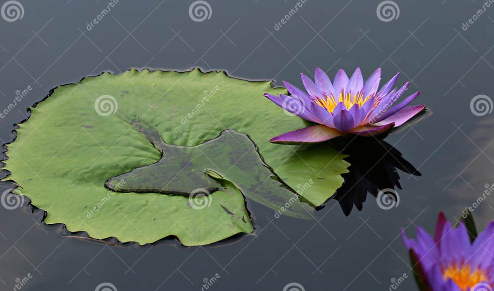 Lilly pad stock image. Image of water, nymphaea, petal, lillies - 61393