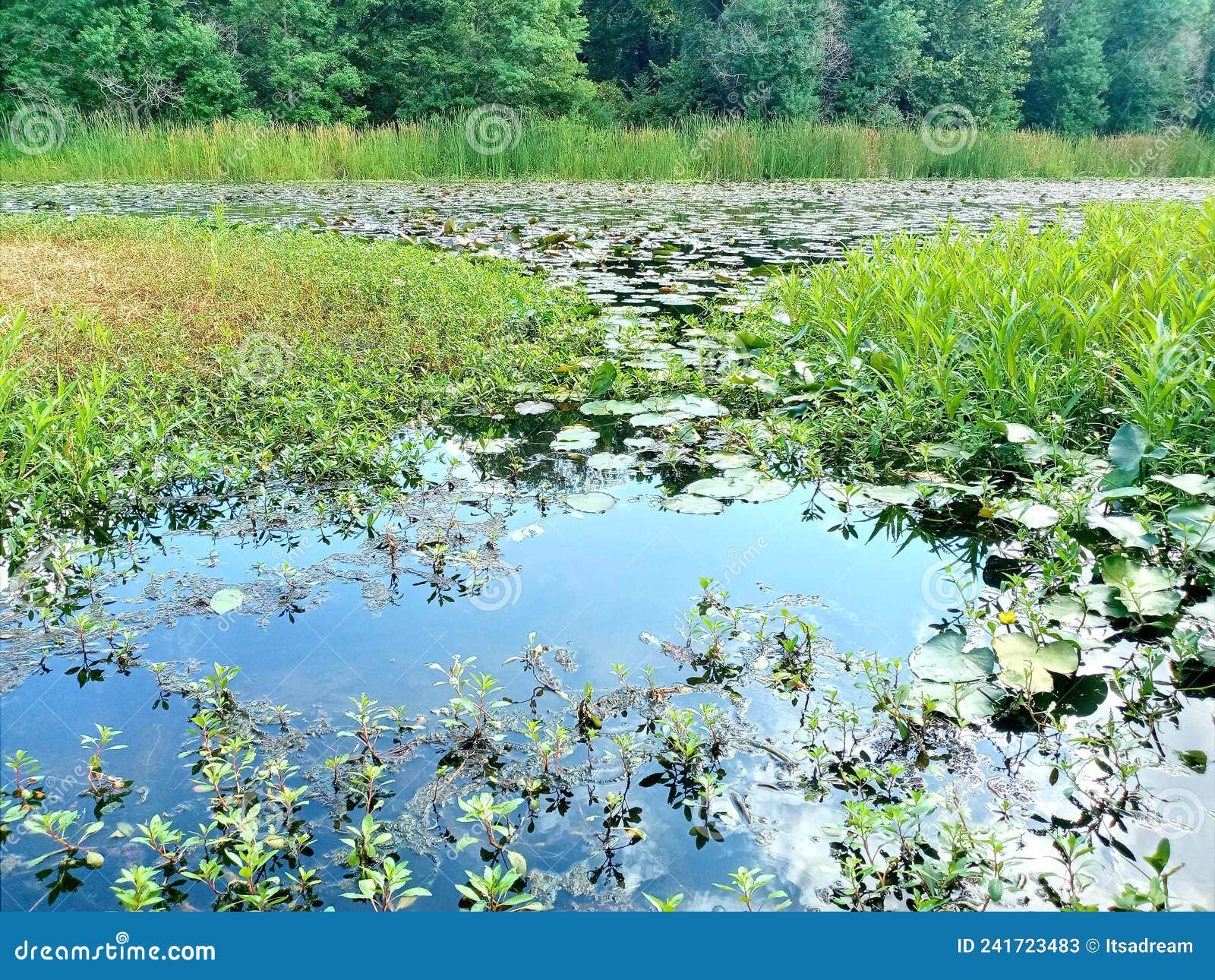 Lilly pad stock image. Image of circle, plant, tree - 241723483