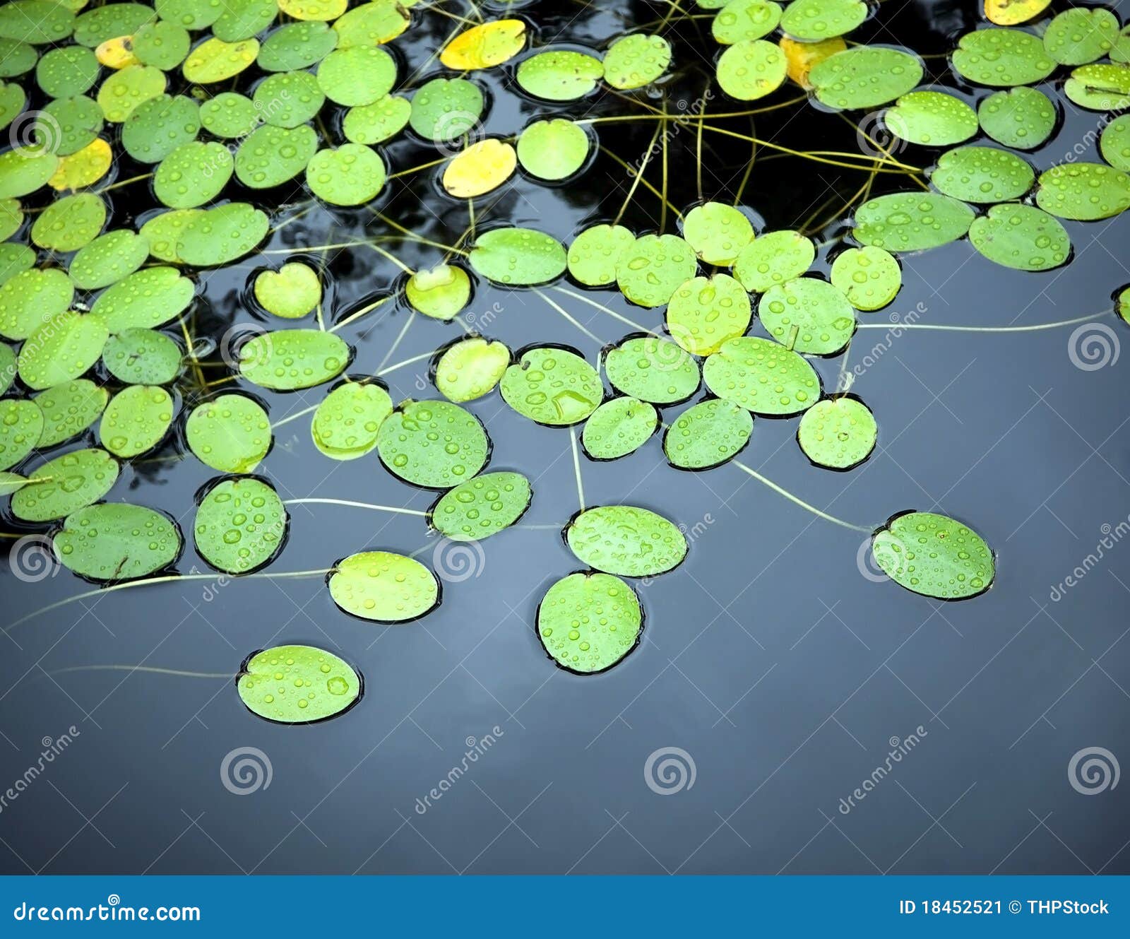 Lilly Pad Pond stock image. Image of leaves, nature, drops - 18452521