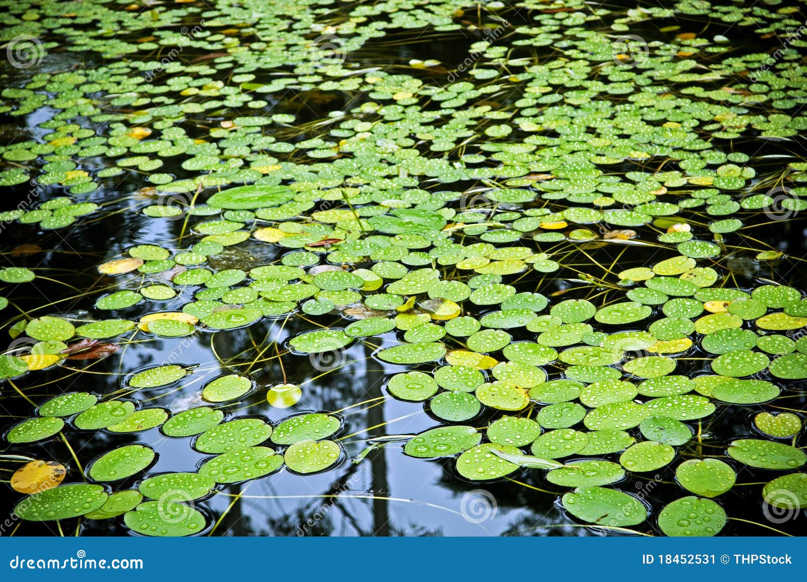Water Lilly Pad Pond stock image. Image of pads, lilly - 18452531