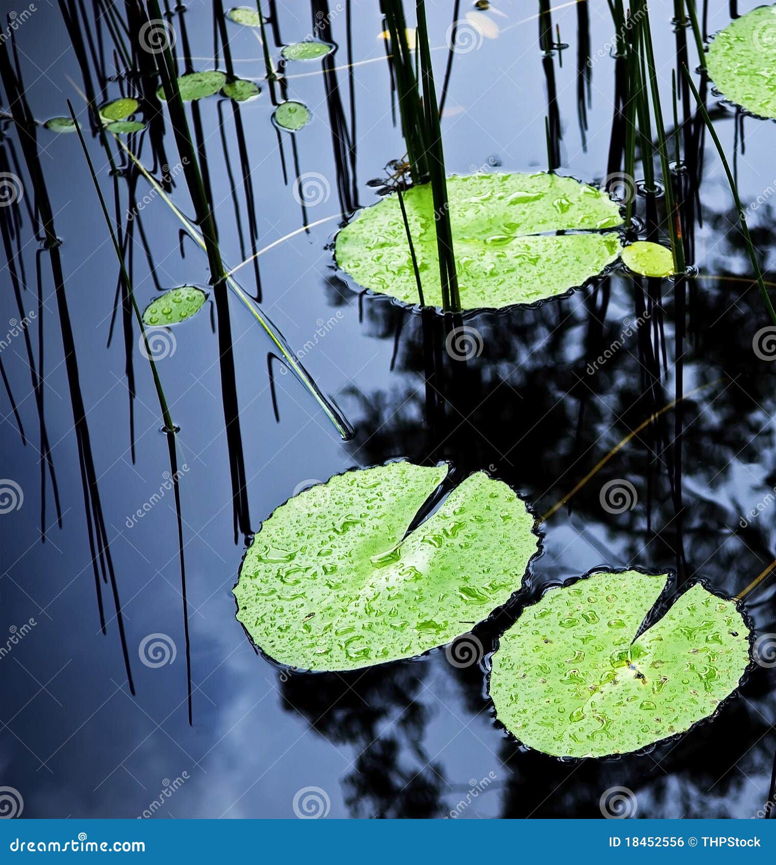 Water Lilly Pad Pond stock photo. Image of waterlily - 18452556