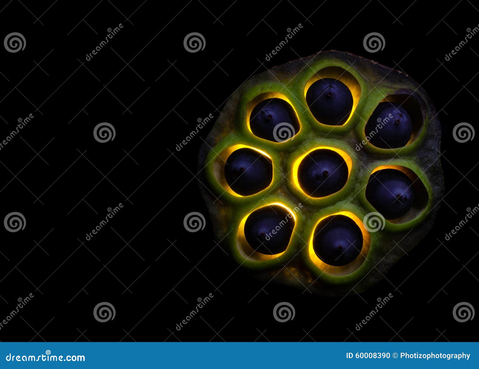 Lilly Pad Seed Pod Stock Photography | CartoonDealer.com #60008390