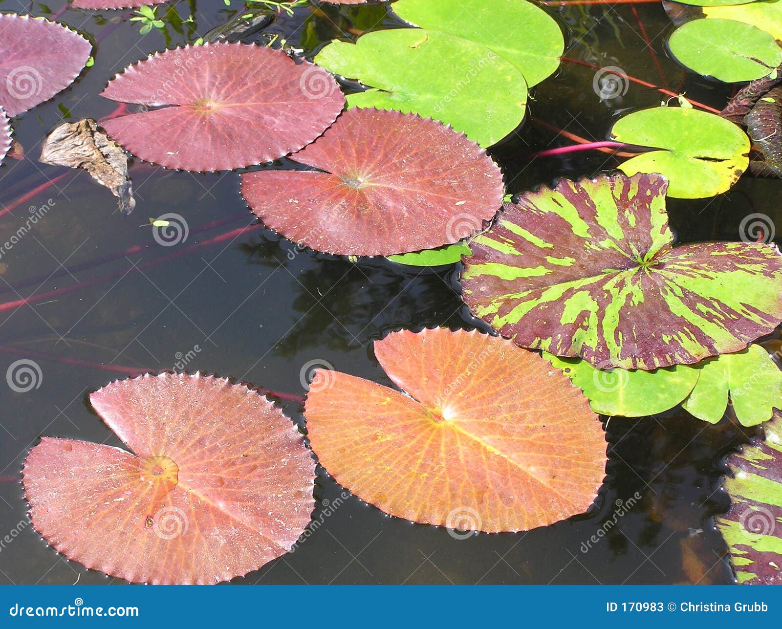 Lilly Pads stock image. Image of lilly, patterns, texture - 170983