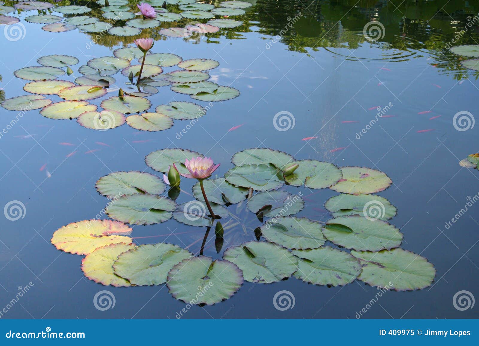 Lilly Pads stock image. Image of pool, close, plant, calm - 409975