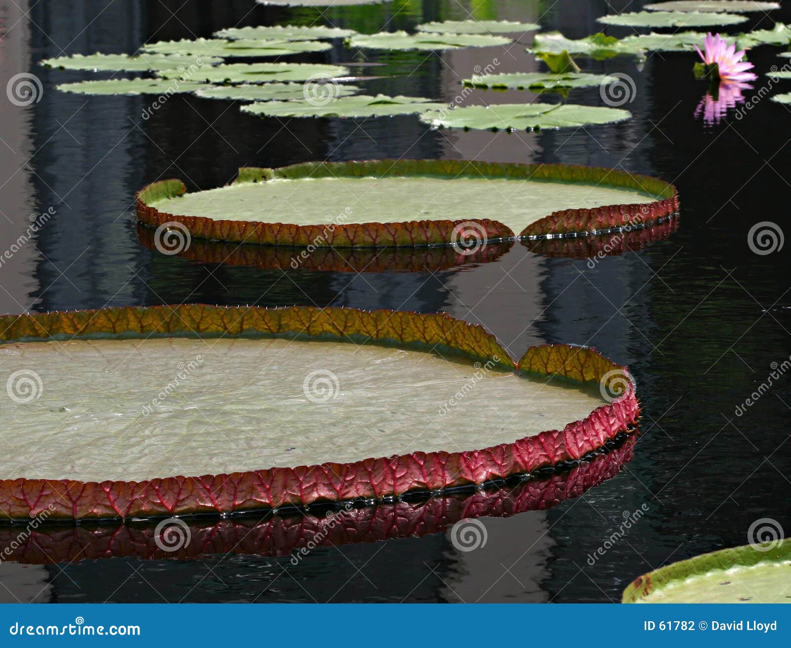 Lilly pads stock photo. Image of pond, aquatic, lilly, pads - 61782