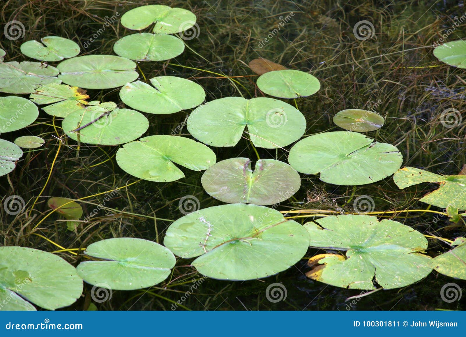 Lilly Pads on Clear River Water with Grasses Below Stock Image - Image ...