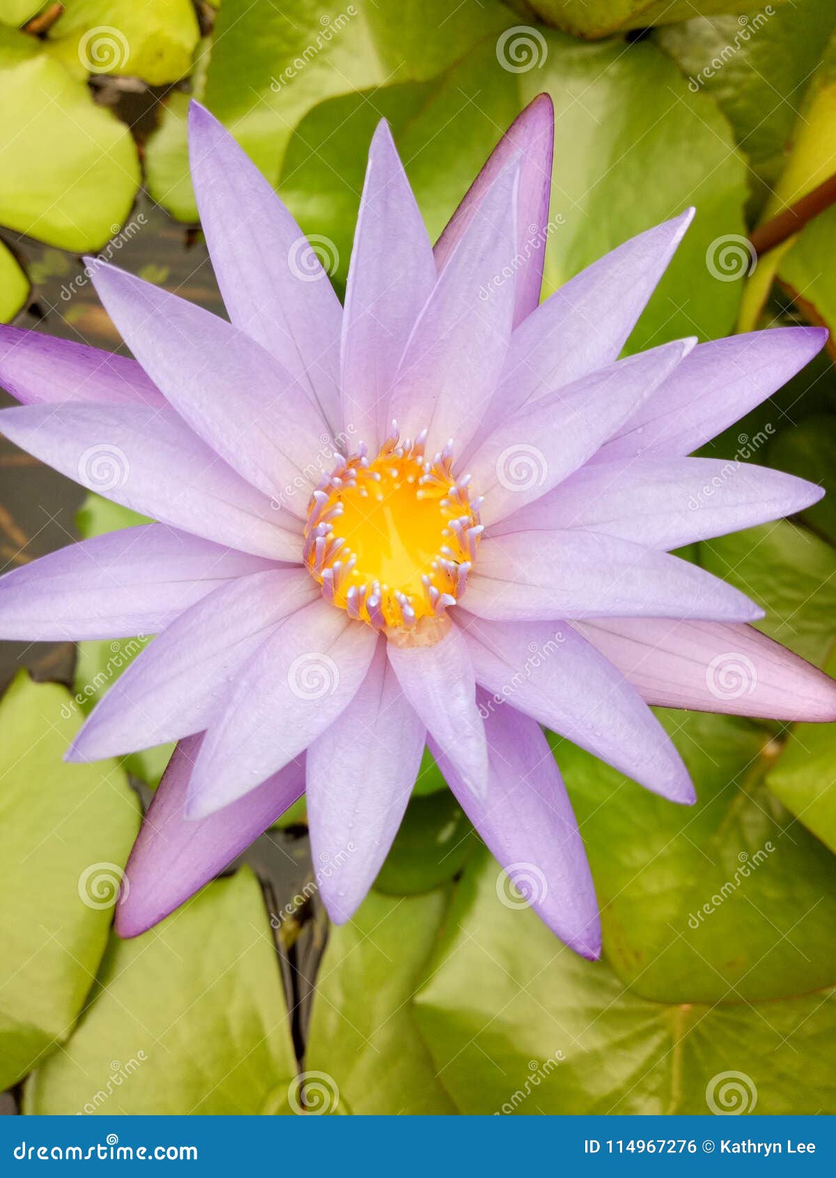 Lilly pads stock photo. Image of purple, open, pads - 114967276