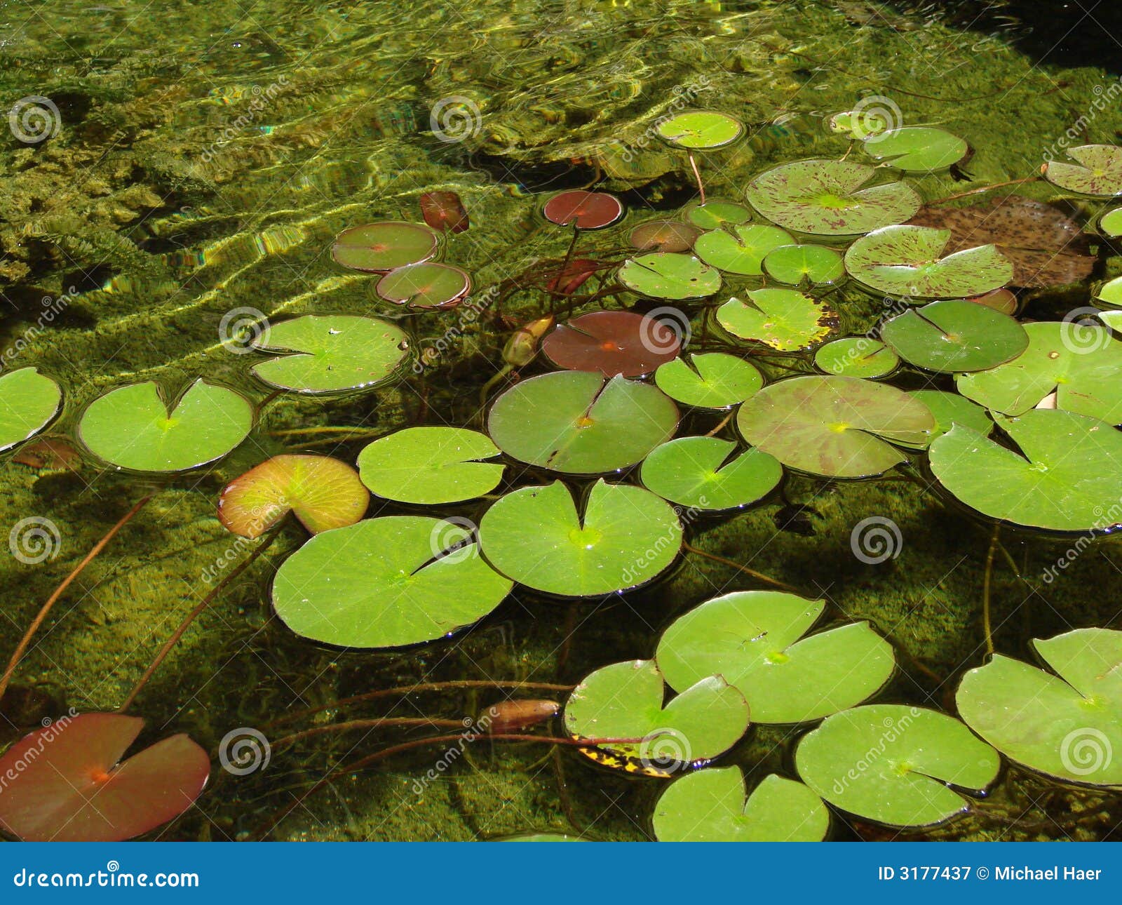 Lilly Pads in a Garden Pond Stock Image - Image of pool, clear: 3177437