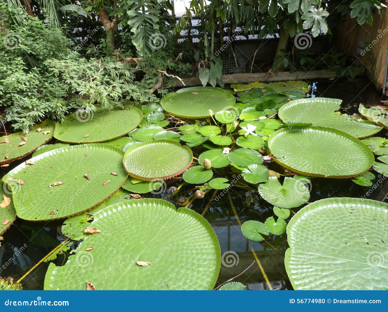 Lilly pads stock photo. Image of green, plants, indoor - 56774980