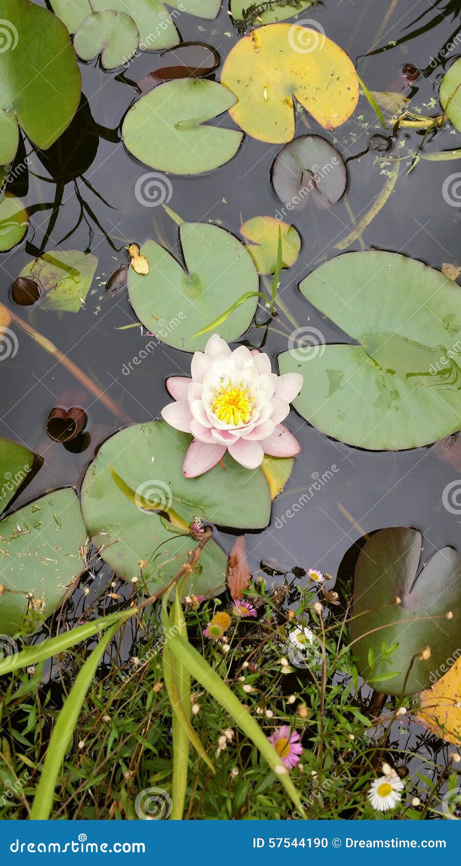 Lilly pads stock photo. Image of pond, nature, pads, lilly - 57544190