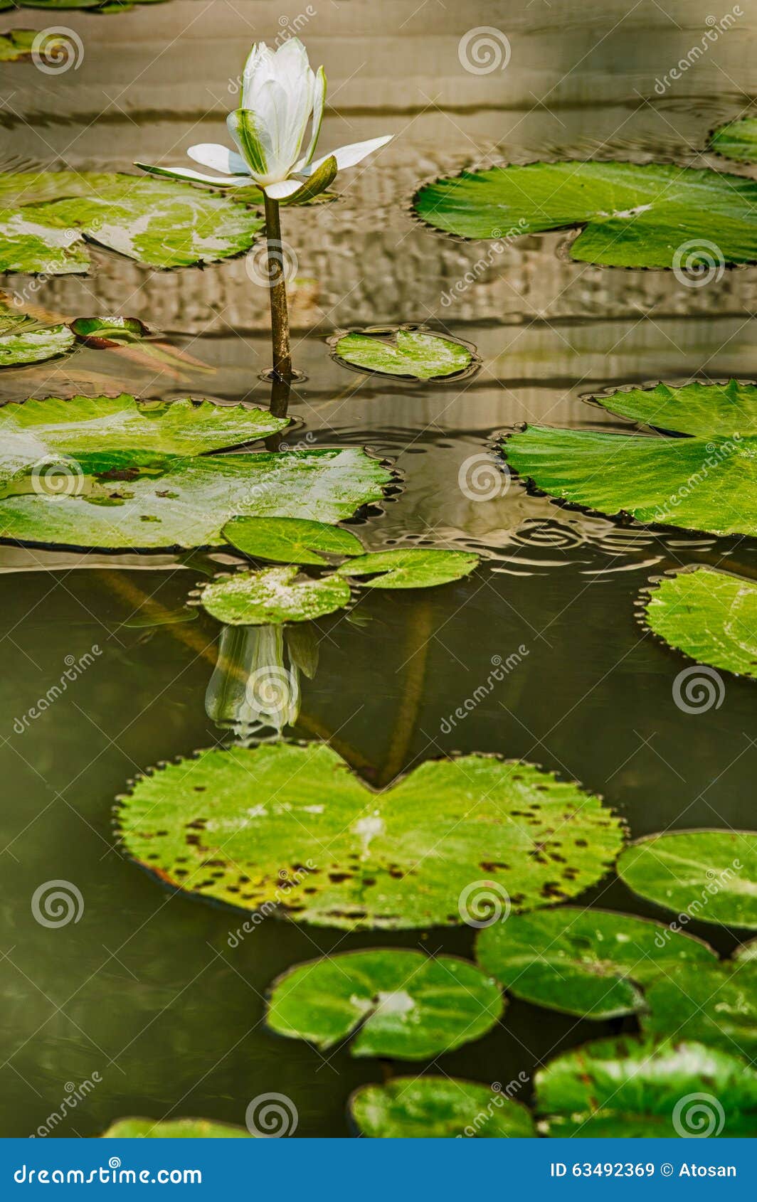 Lilly pads stock image. Image of leaf, color, pond, floating - 63492369