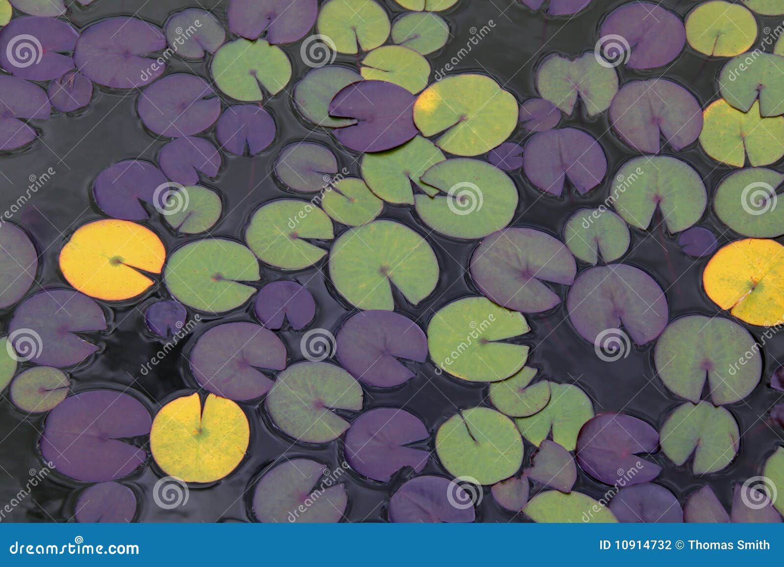 Lilly Pad Seed Pod Stock Photography | CartoonDealer.com #60008390