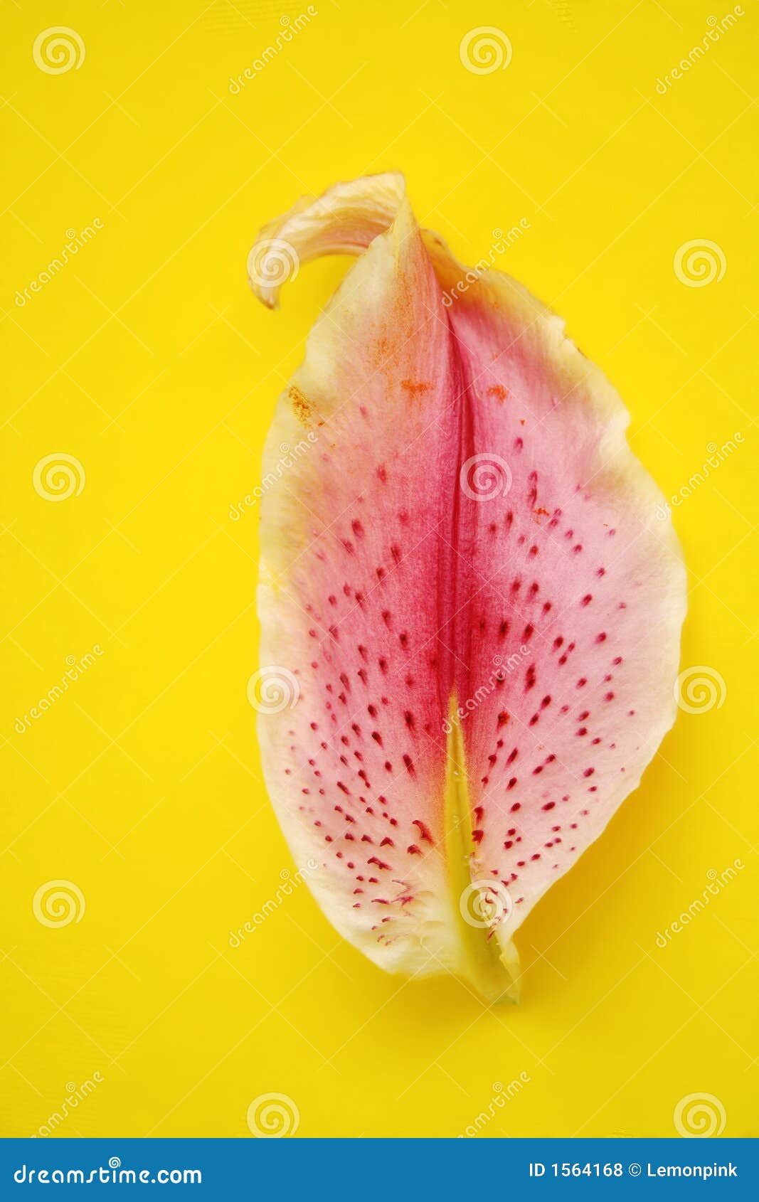 Lilly Petal Picture. Image: 1564168