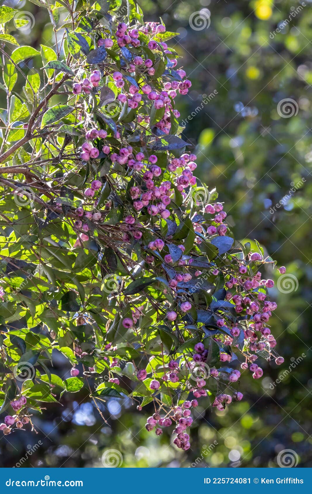 Lilly-pilly Plants In The Middle Of The Asphalt Road Stock Photography ...
