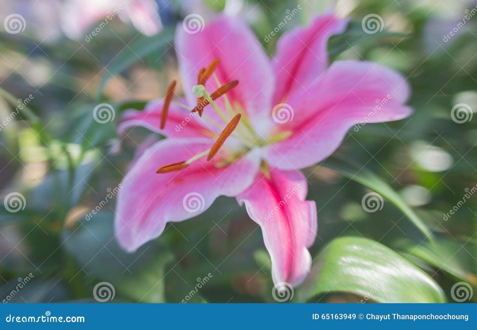 Lilly pink stock image. Image of park, pink, beauty, vivid - 65163949