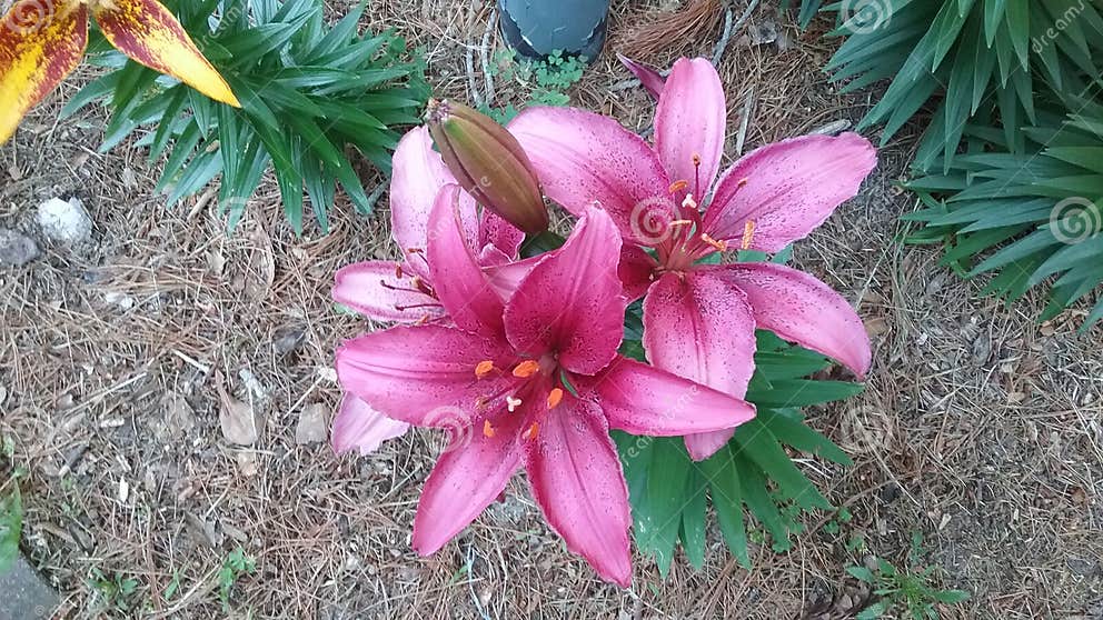 Lilly, pink stock image. Image of spring, lilly, pink - 99078109