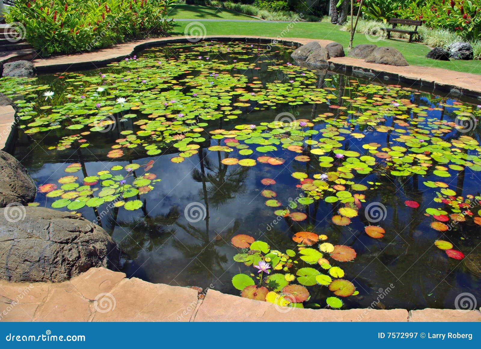 Lilly pond stock image. Image of ornate, decoration, pond - 7572997