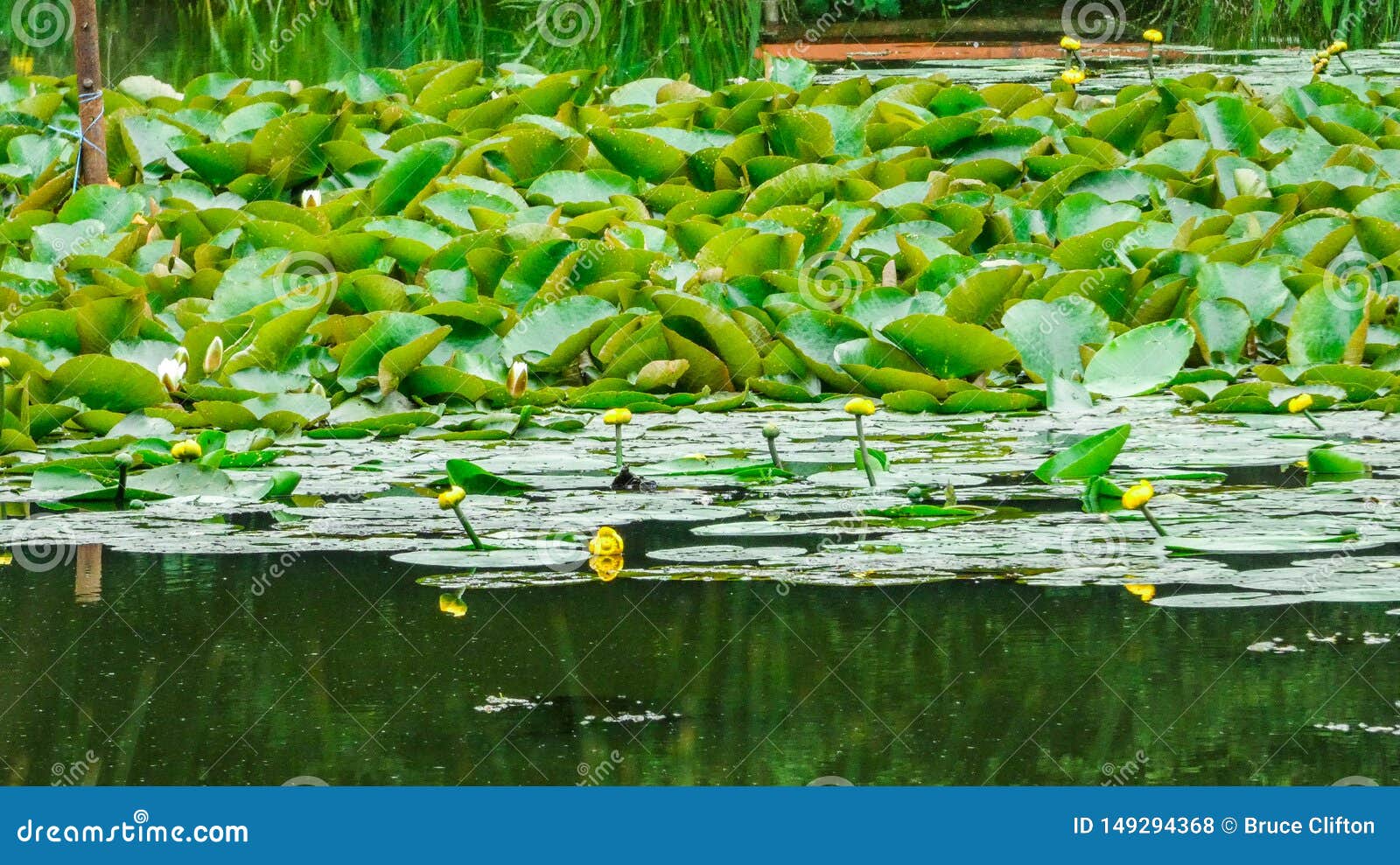 Lily Pads And Blooming Flowers In Florida Swamp Royalty-Free Stock ...