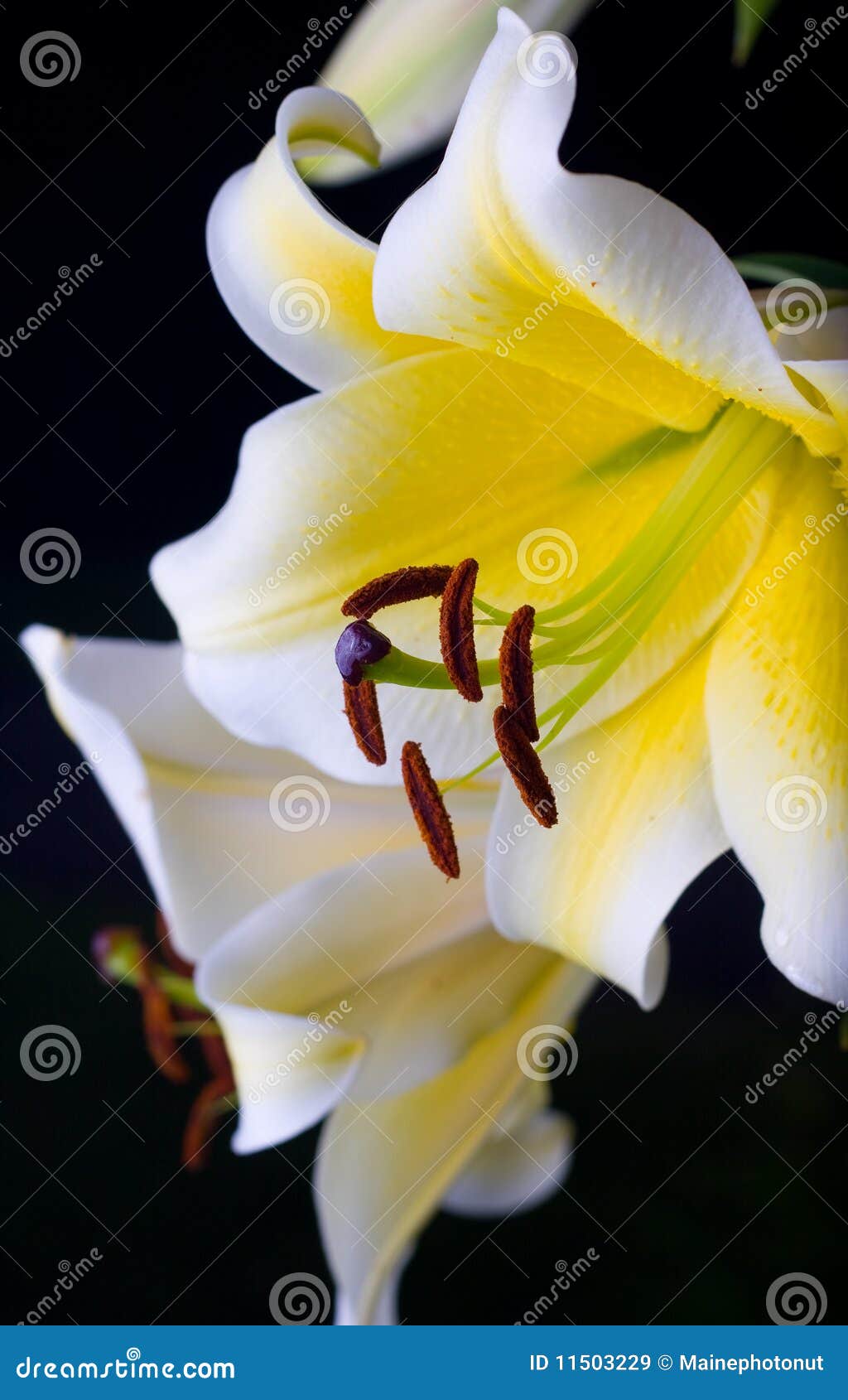 Lilly Portrait stock image. Image of lilly, color, smell - 11503229
