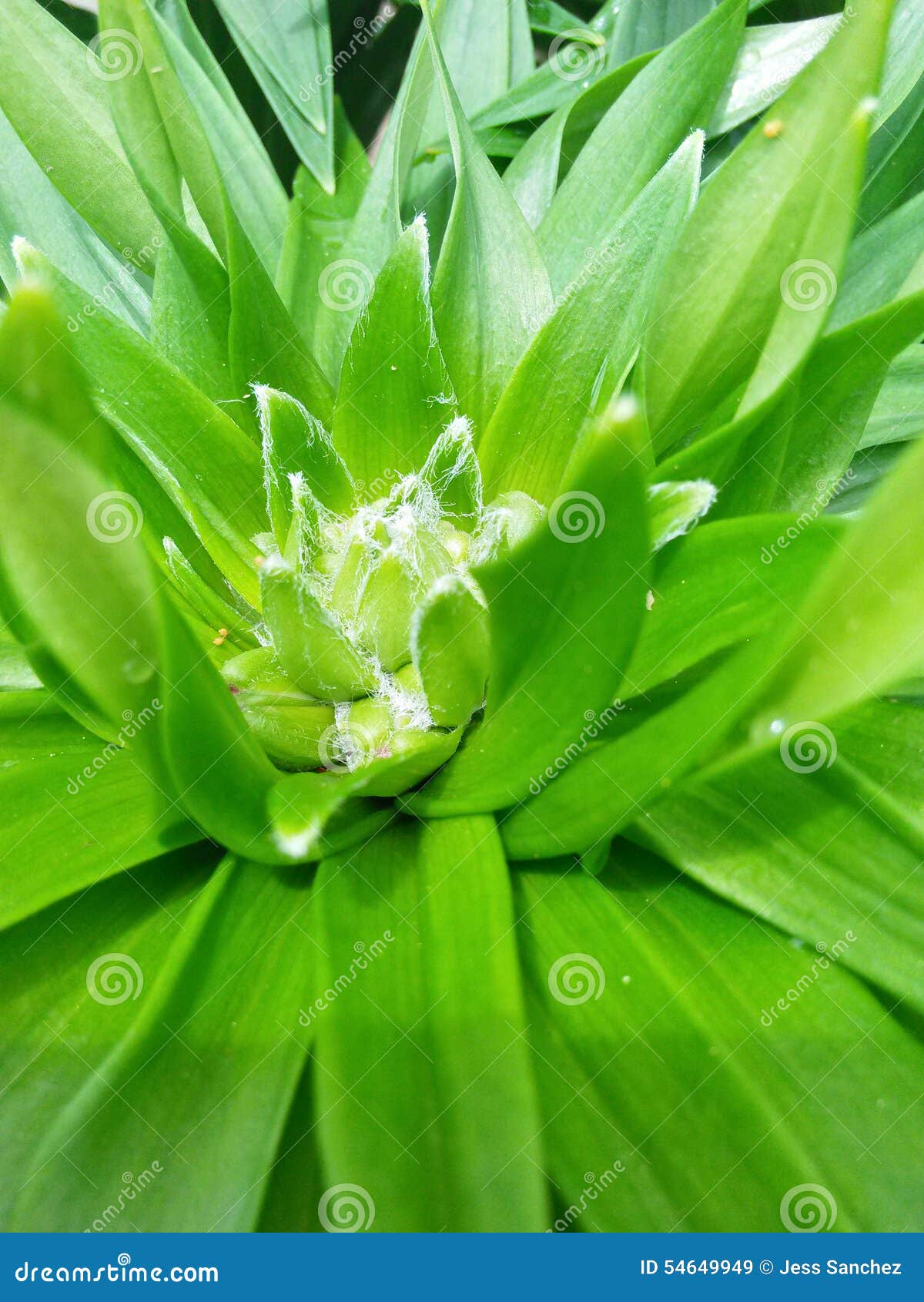 Lilly, pre-bloom stock image. Image of spring, close - 54649949