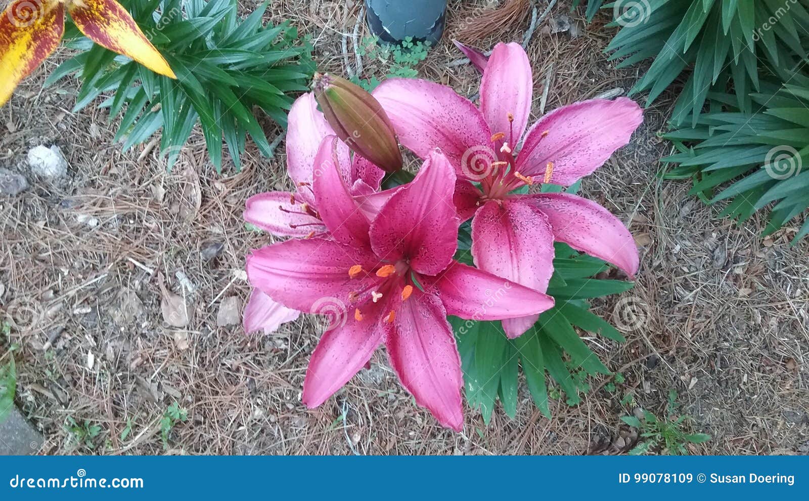 Lilly, rosa imagen de archivo. Imagen de rosa, resorte - 99078109