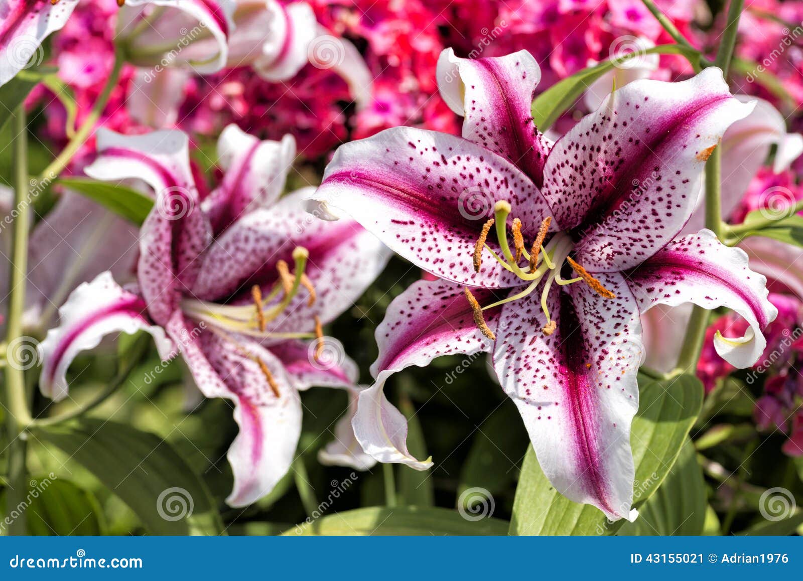 Lilly rosso bianco ibrido immagine stock. Immagine di giglio - 43155021