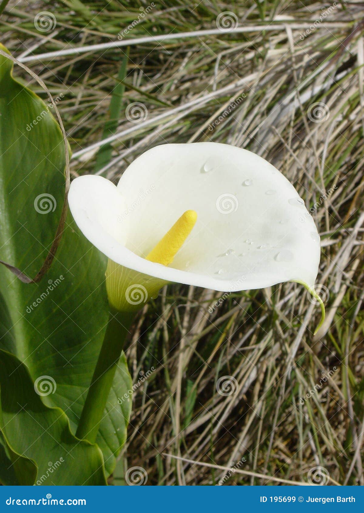 Lilly, South Africa stock image. Image of kirstenbosch - 195699