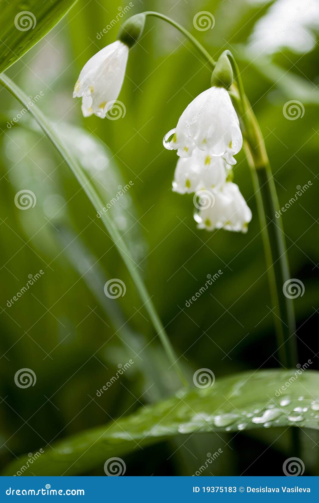 Lilly of the valley stock image. Image of gift, macro - 19375183