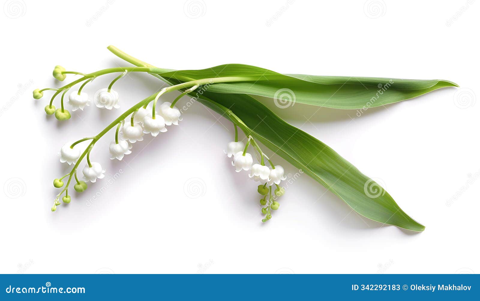 Lilly of the Valley Flowers Isolated on White Background with Clipping ...