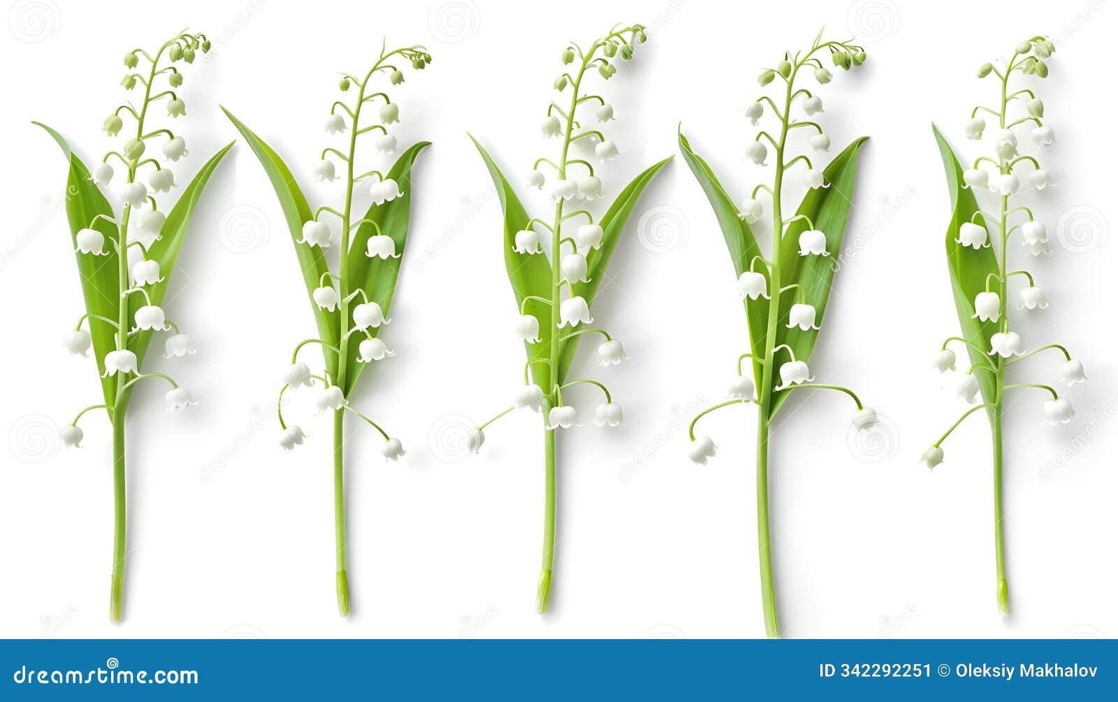 Lilly of the Valley Flowers Isolated on White Background with Clipping ...