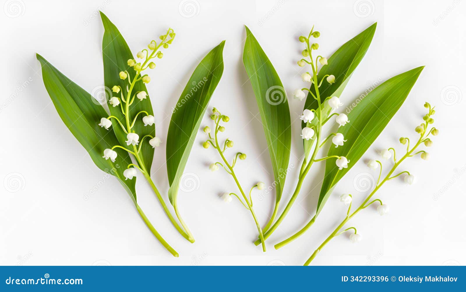 Lilly of the Valley Flowers Isolated on White Background with Clipping ...