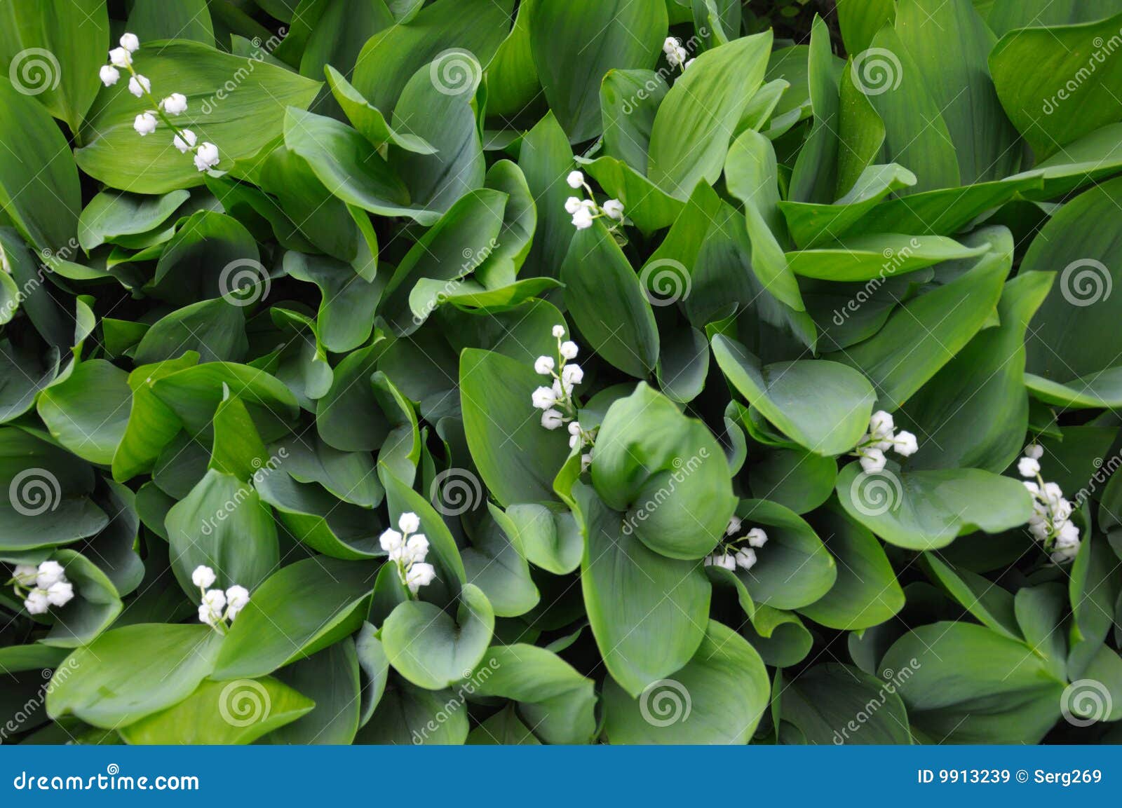 Lilly of the Valley Flowers, Upper View Stock Image - Image of nature ...