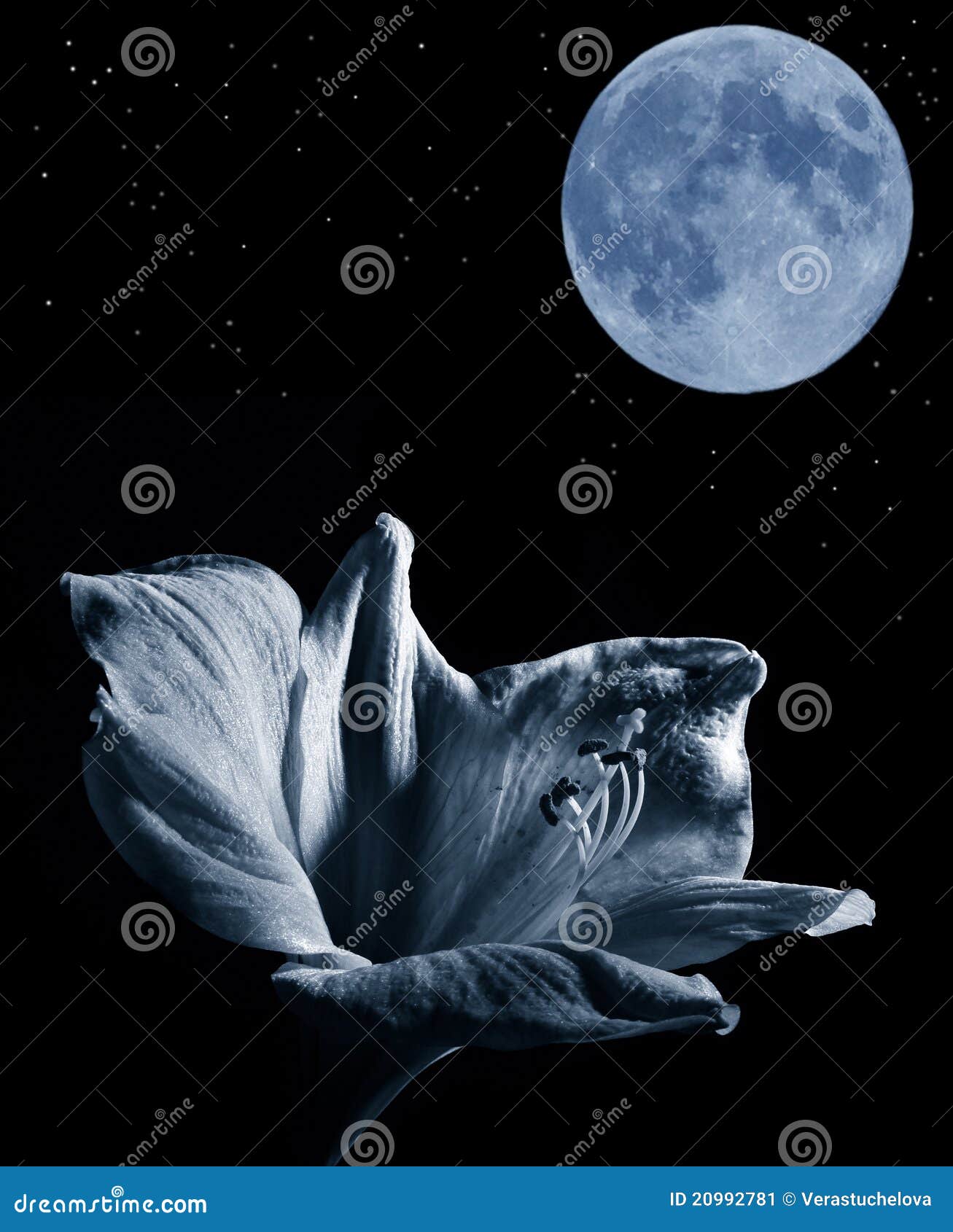 Lilly y la luna imagen de archivo. Imagen de misterioso - 20992781