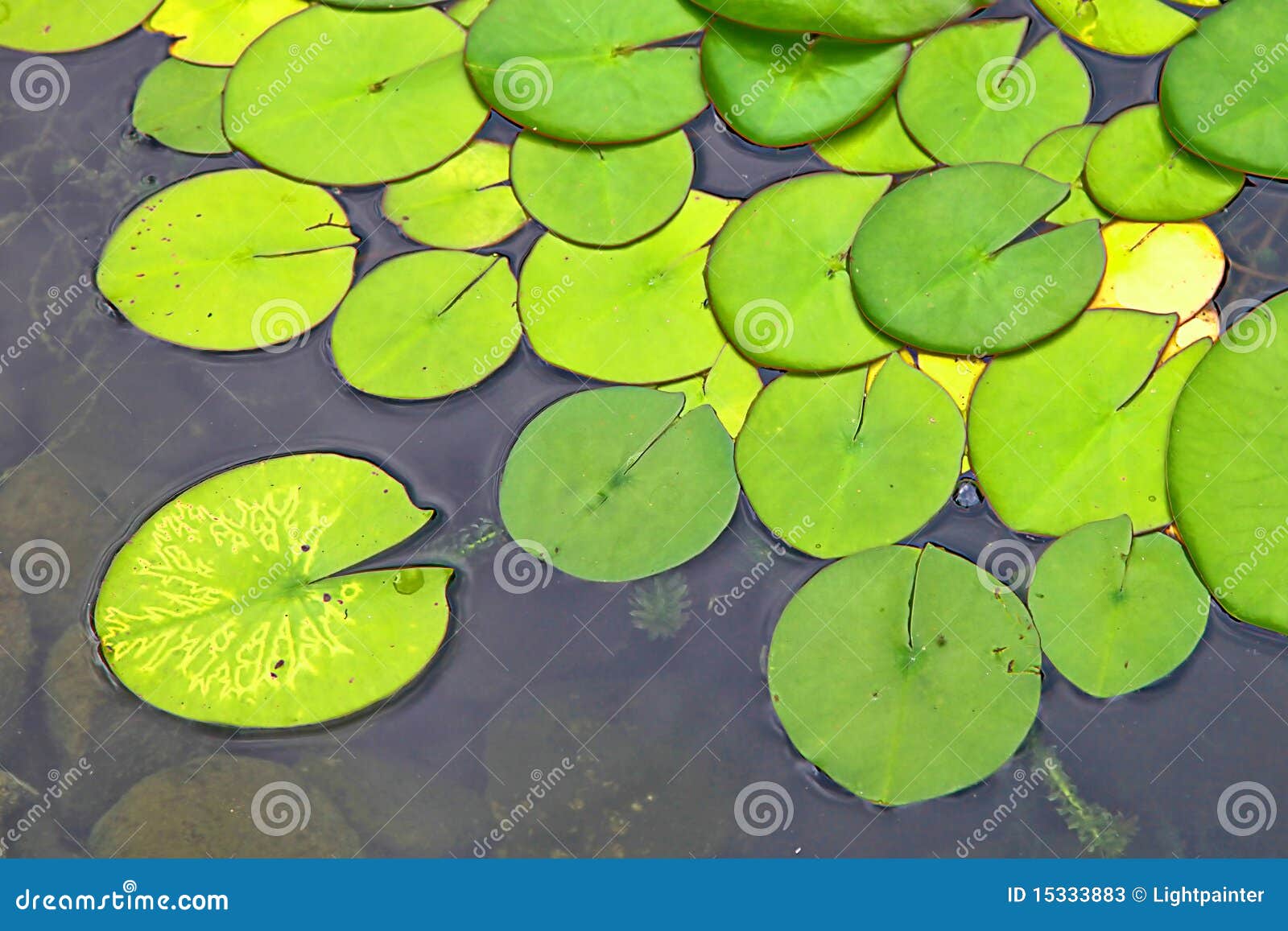 Lillypad Stock Image Image Of Aquatic Green Nature 15333883