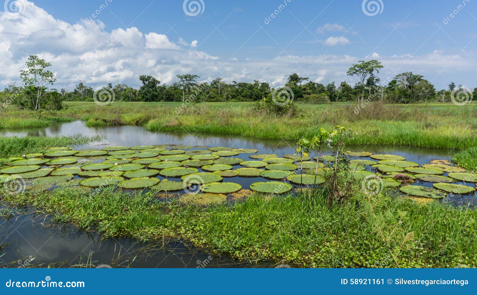 Amazon Rainforest: Settlement On The Shore Of Amazon River Near Manaus ...