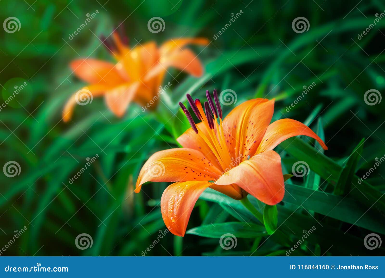 Lillys in the sun stock photo. Image of flower, daisy - 116844160