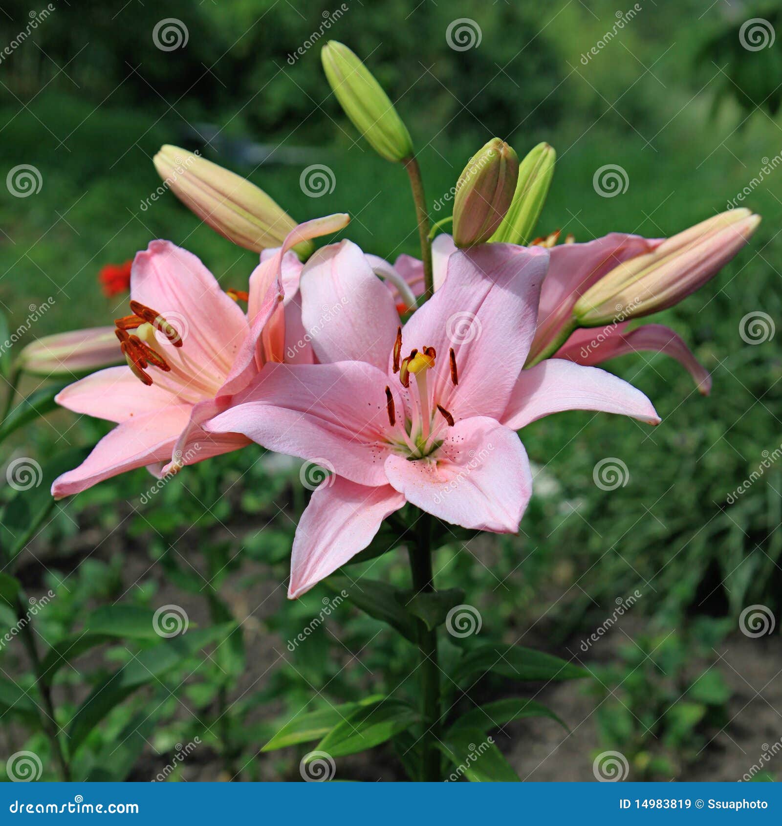 Lily stock image. Image of bloom, flora, floral, life - 14983819