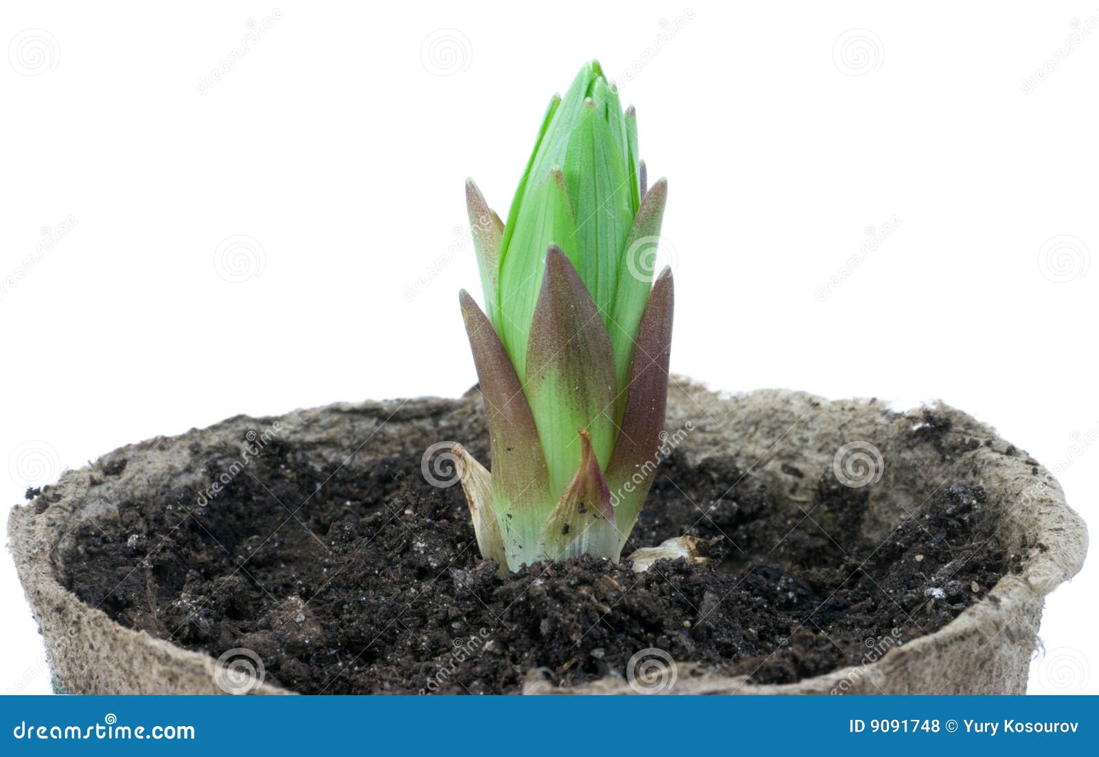 Lily stock photo. Image of sprouts, small, isolation, sprout - 9091748