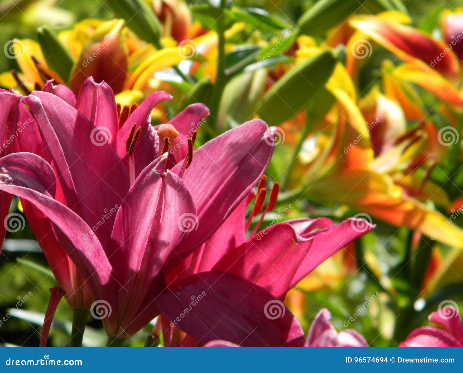 Lily abstract stock photo. Image of sunlight, lily, flowers - 96574694