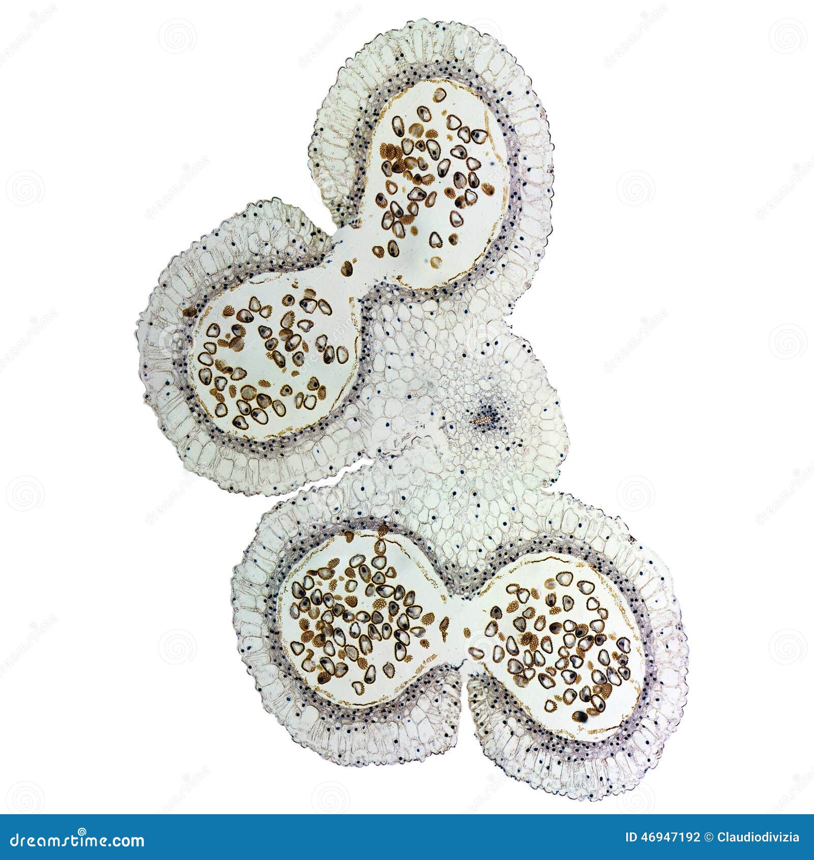 Anther Cross Section