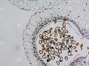 Lily anther micrograph stock photo. Image of slides, nature - 48088498