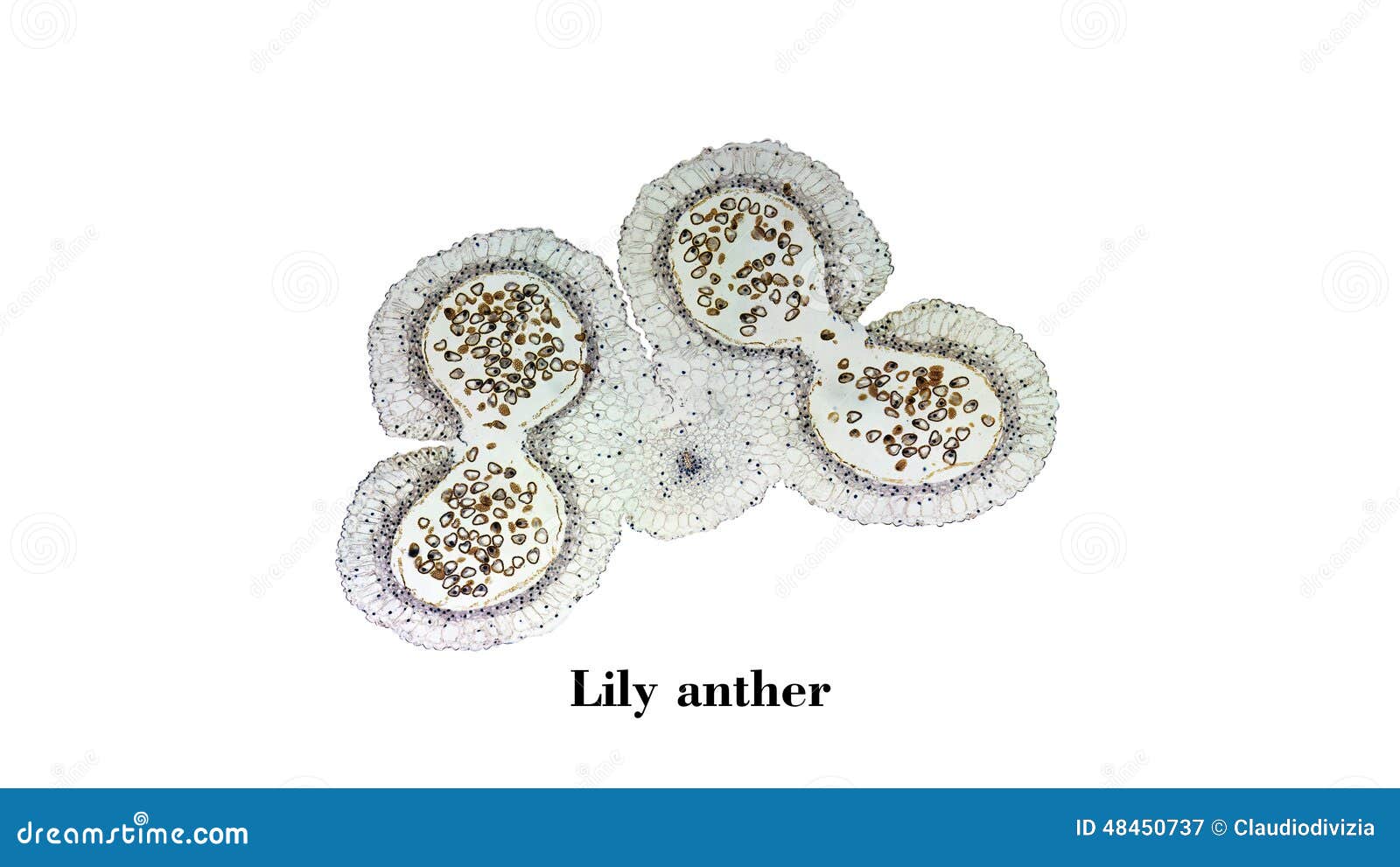 Lily Anther Cross Section Labeled