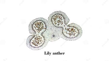 Lily anther micrograph stock image. Image of cell, photomicroscopy ...