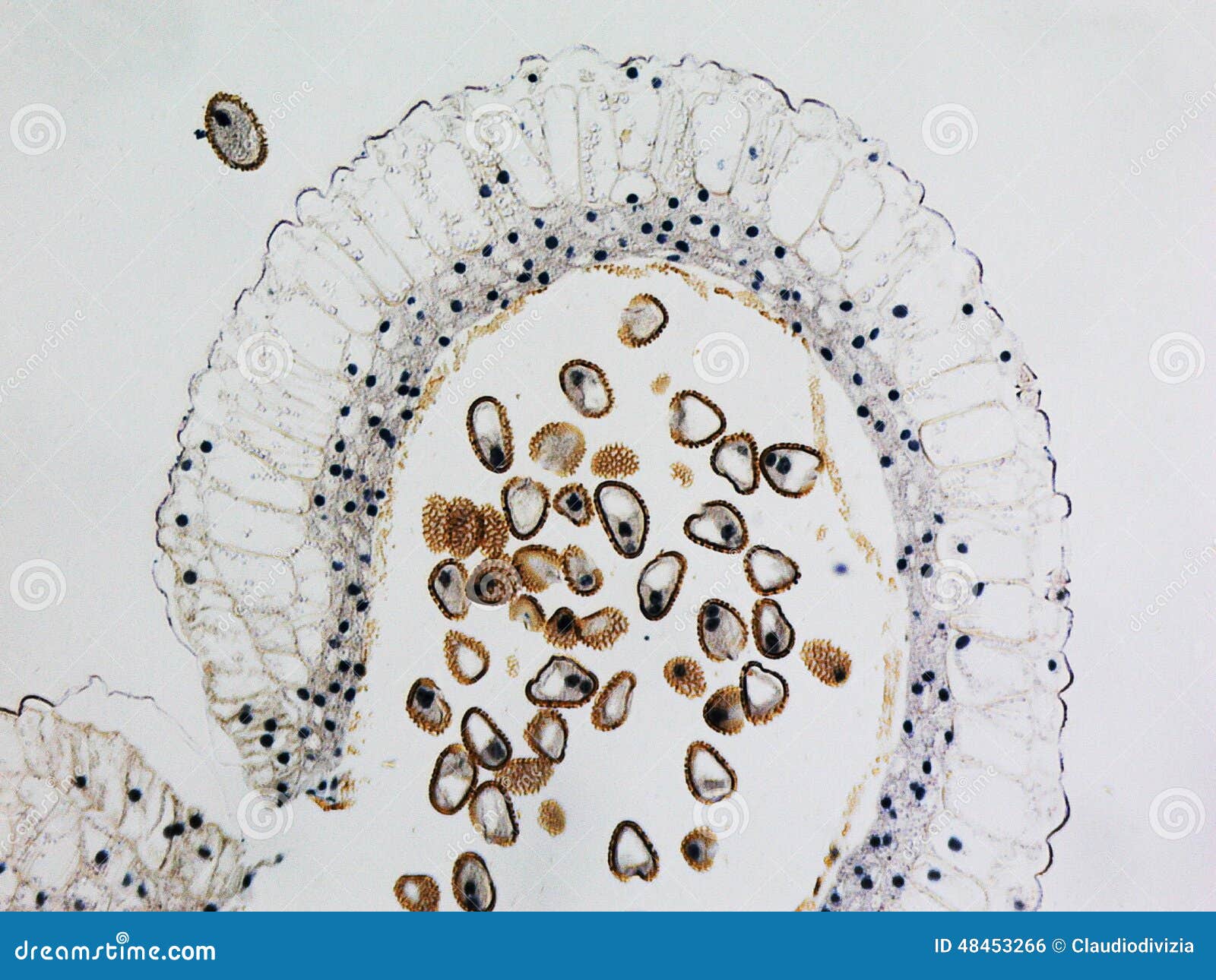 Lily Anther Cross Section Seen Through Microscope For Education Stock ...