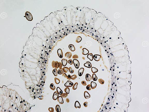 Lily anther micrograph stock photo. Image of lilie, flora - 48453266