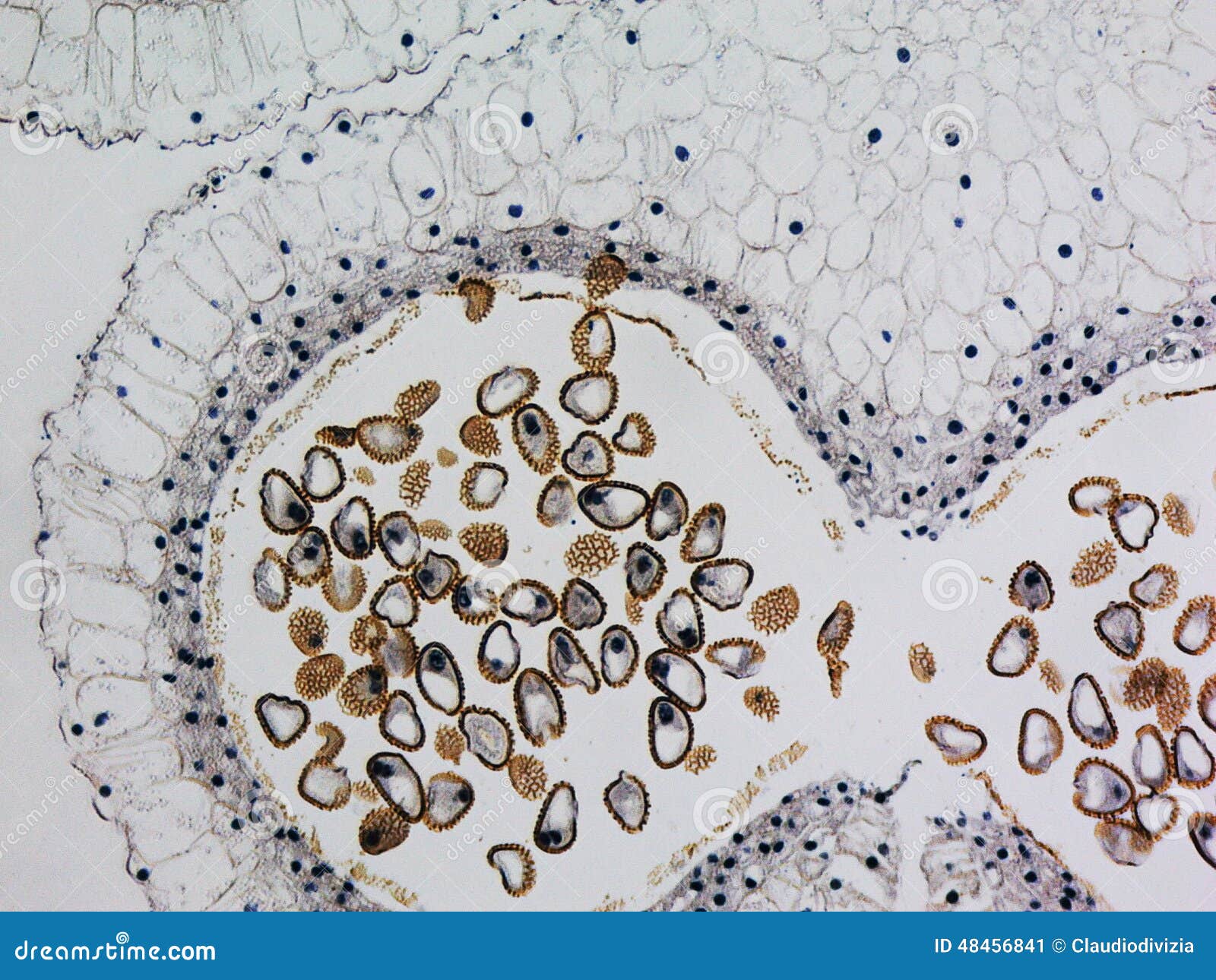 Lily anther micrograph stock image. Image of macro, cells - 48456841