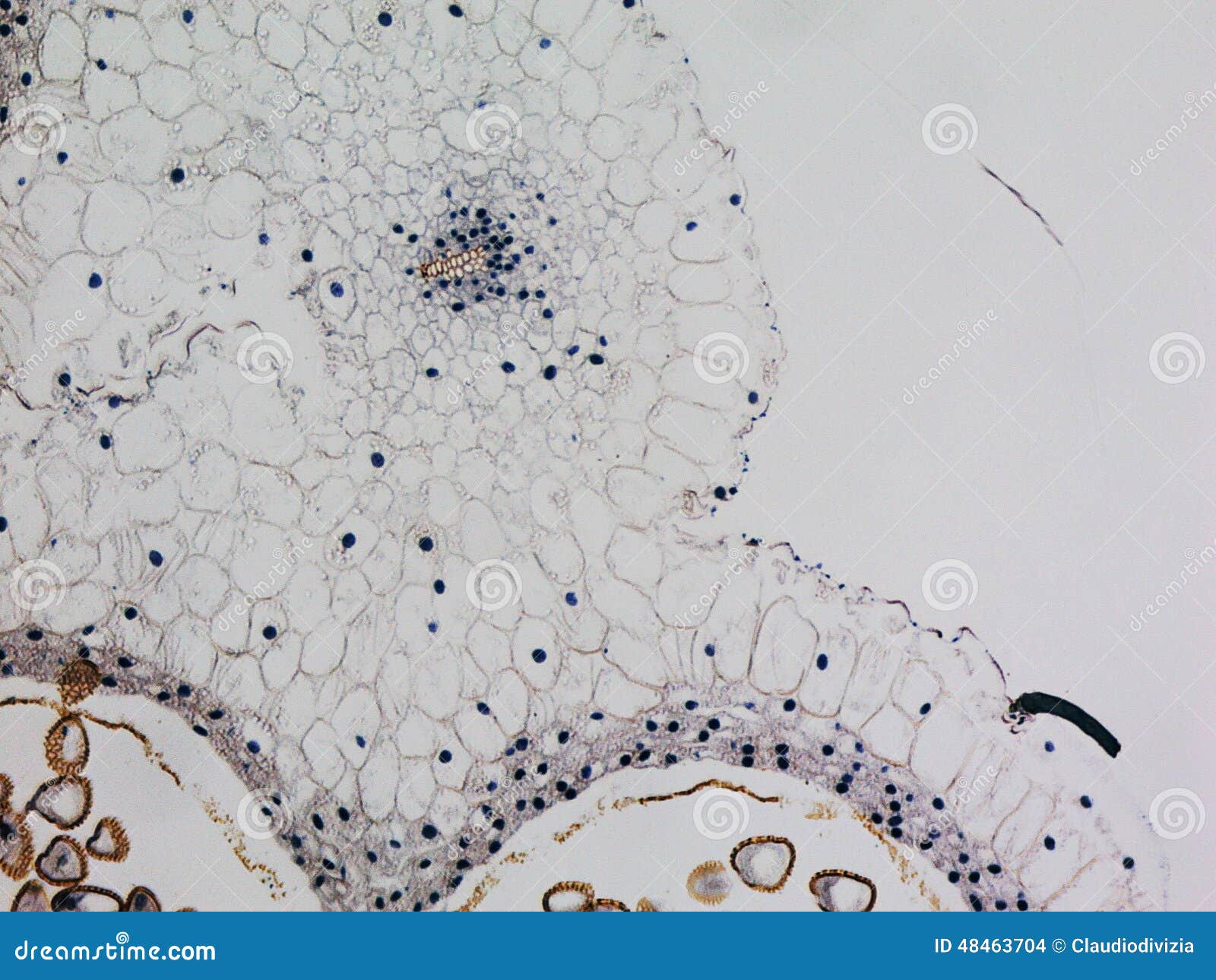 Lily anther micrograph stock photo. Image of anther, vegetation - 48463704