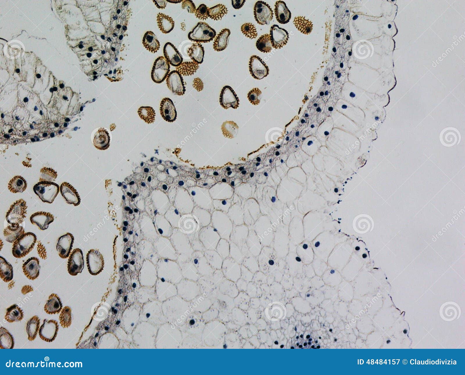 Anther Cross Section
