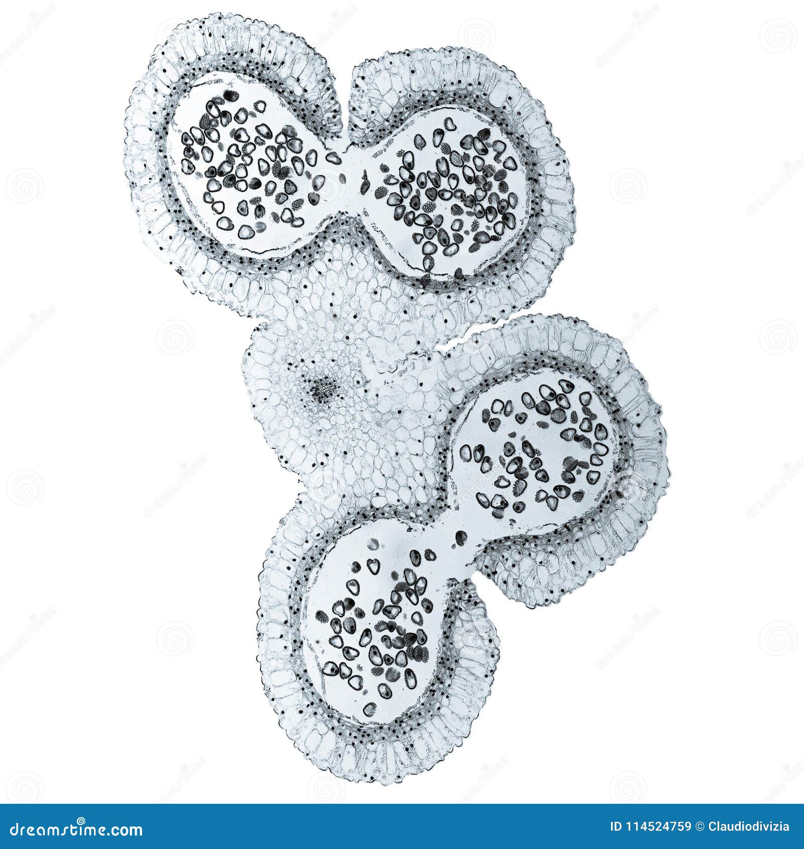 Lily Anther Cross Section Seen Through Microscope For Education Stock ...